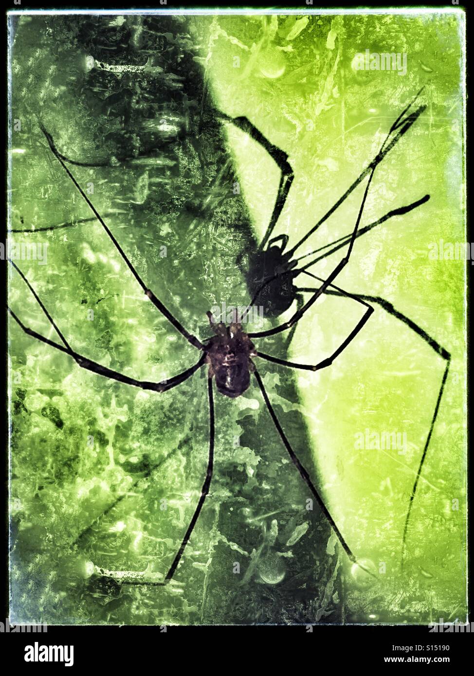 Long Legs Spiders High Resolution Stock Photography and Images - Alamy