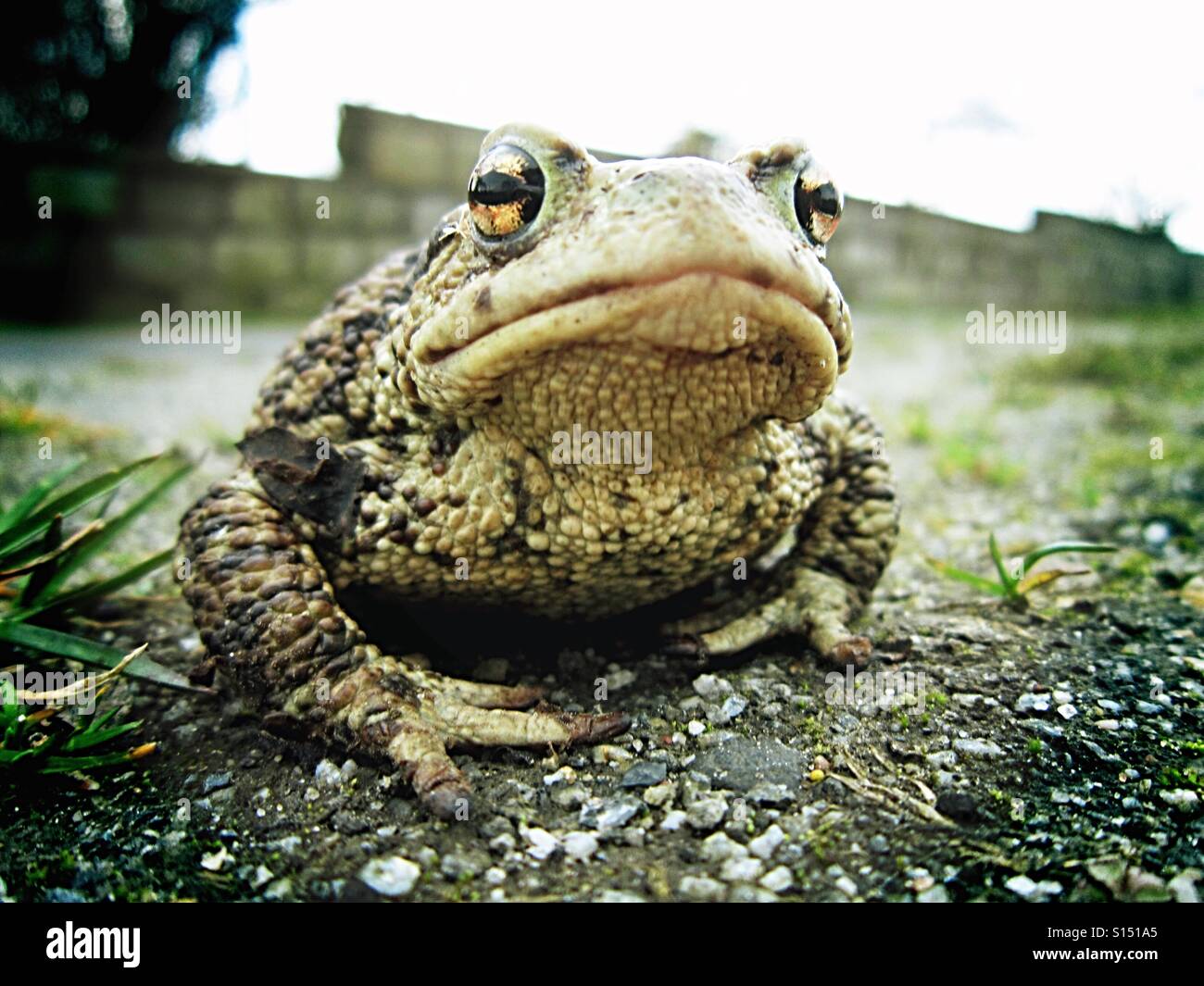 Portrait of frog Stock Photo - Alamy
