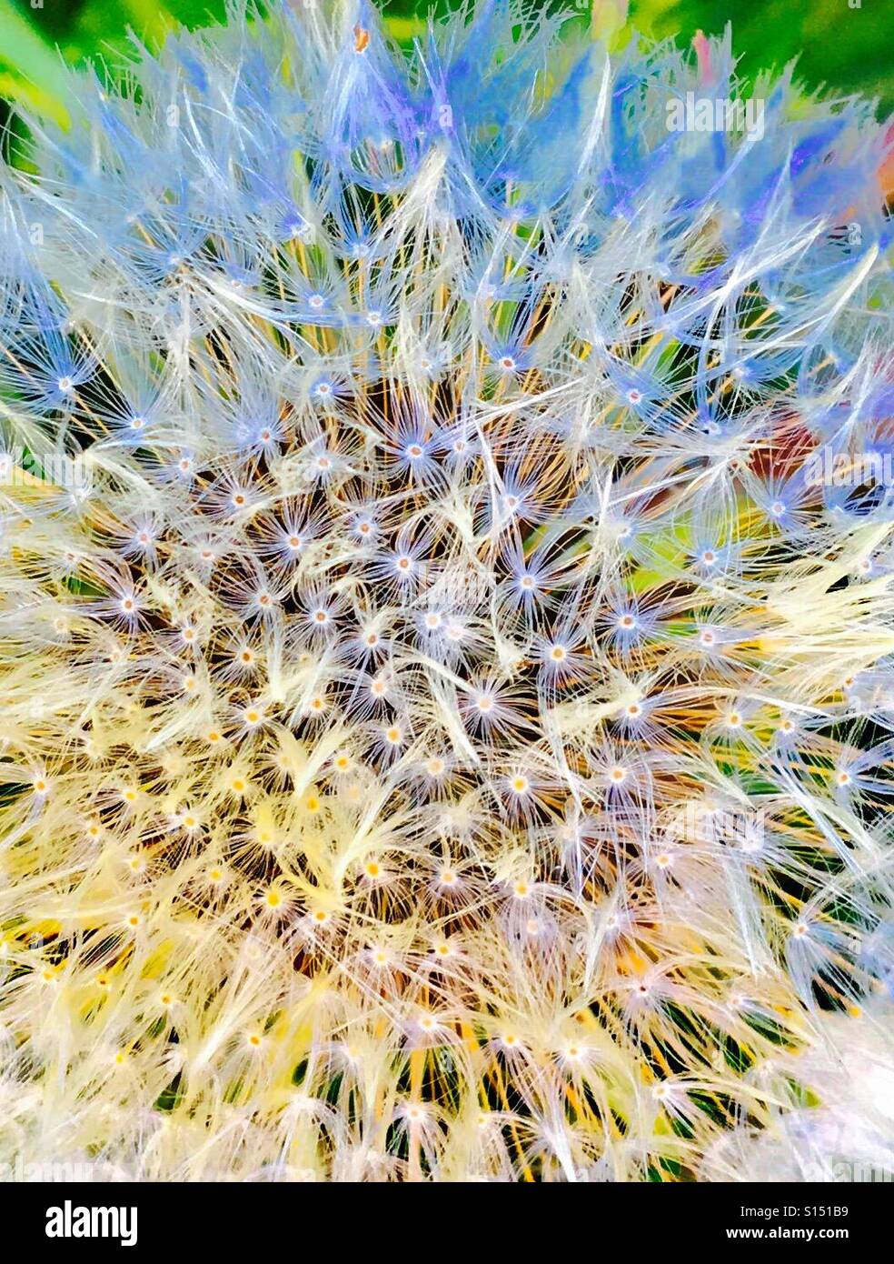 Patterns in Nature - A dandelion seed head with mature parachute ...