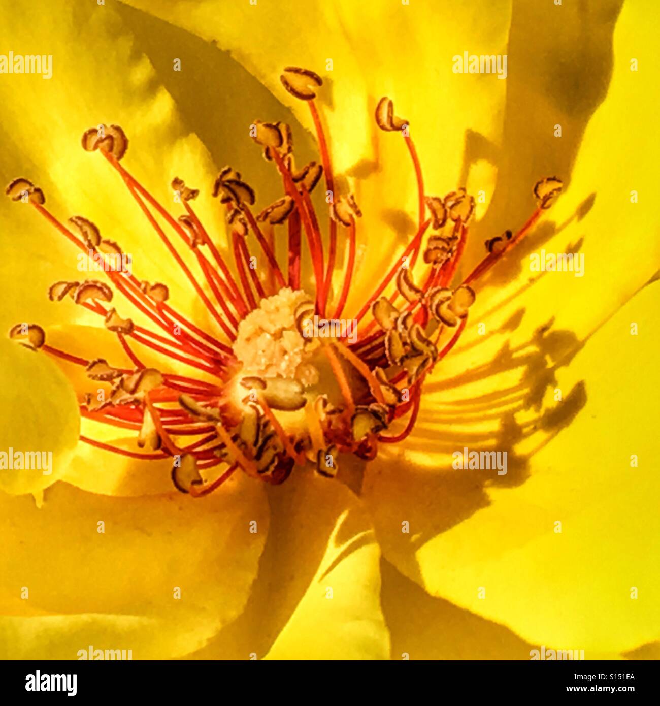 Yellow rose, macro Stock Photo - Alamy