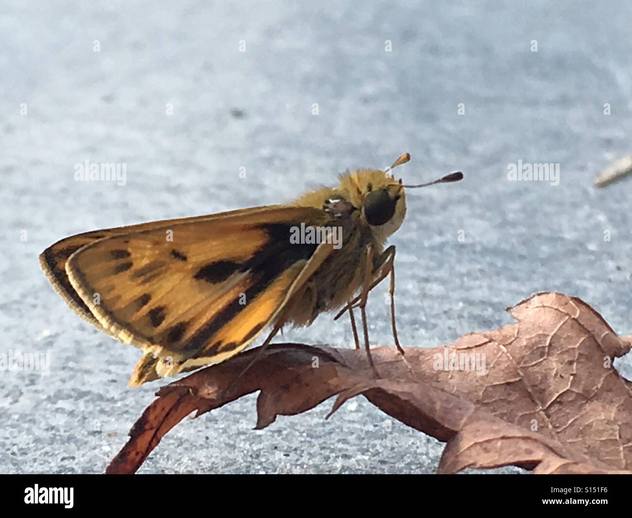 Insects outside hi-res stock photography and images - Alamy
