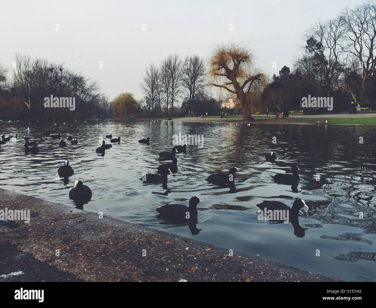 Regents park london birds hi-res stock photography and images - Alamy