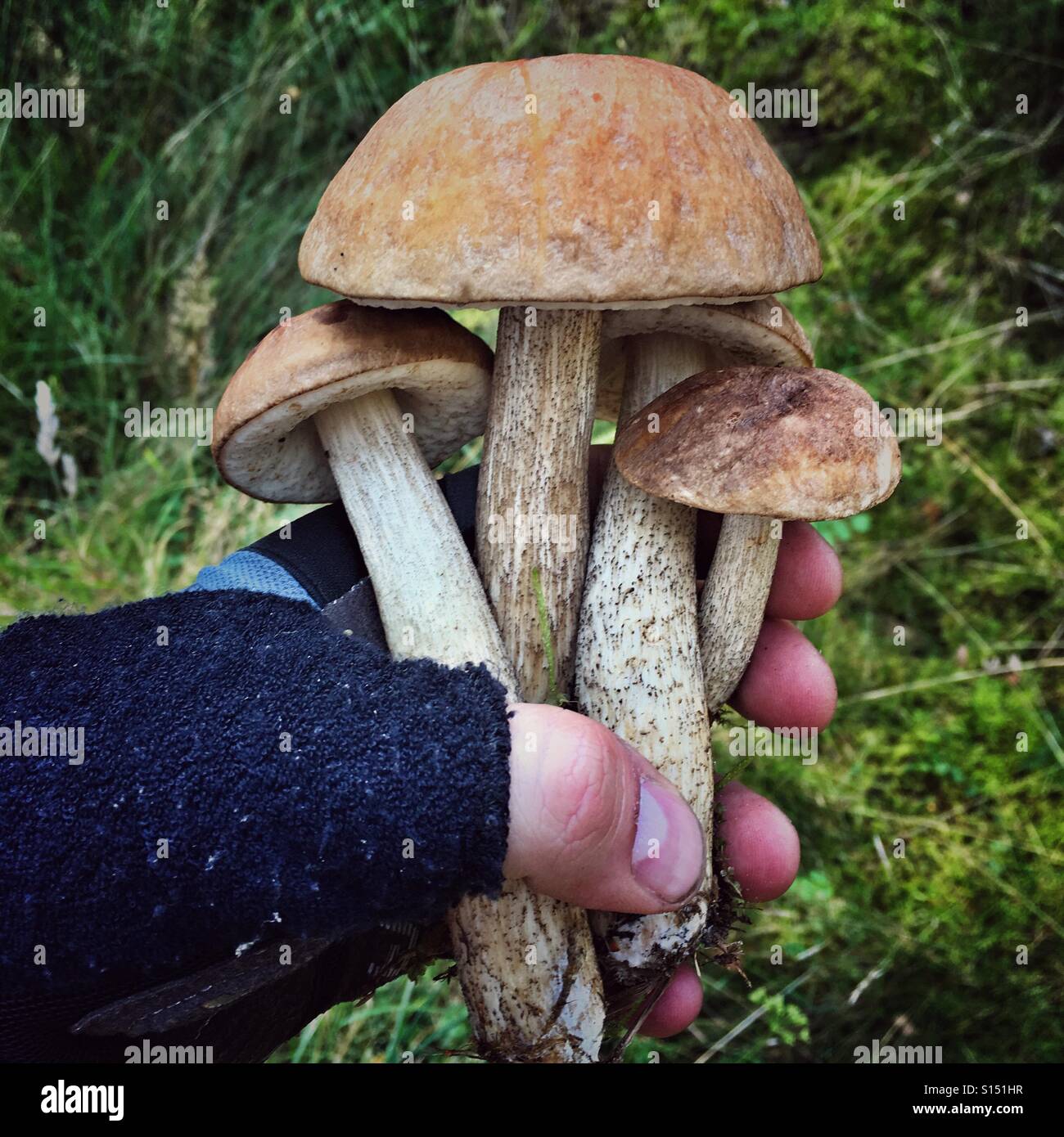 Bolete fungus hi-res stock photography and images - Alamy