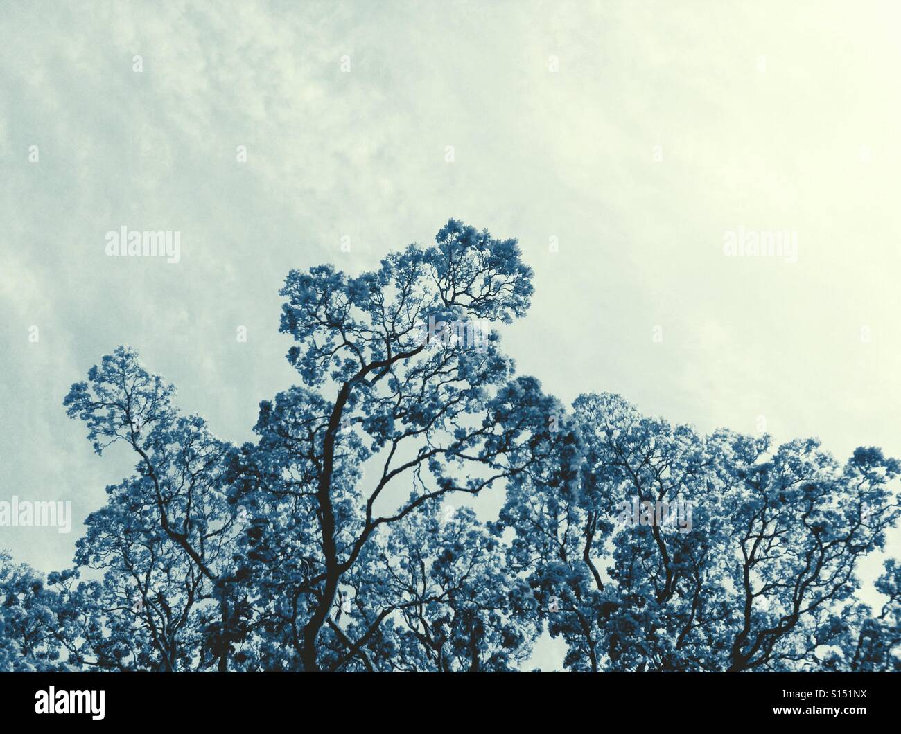 Blue tree hi-res stock photography and images - Alamy