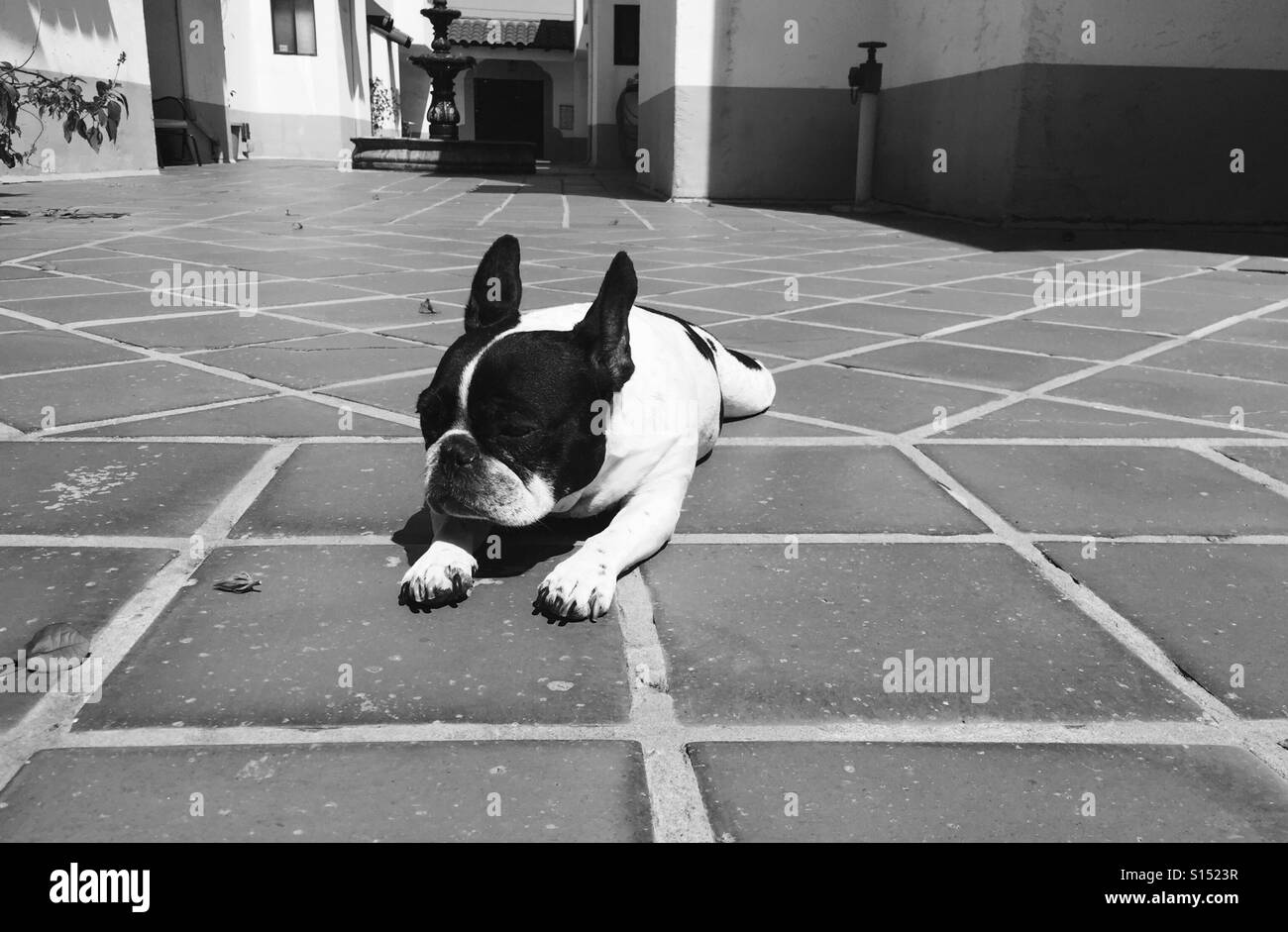 French Bulldog sprawl Stock Photo - Alamy