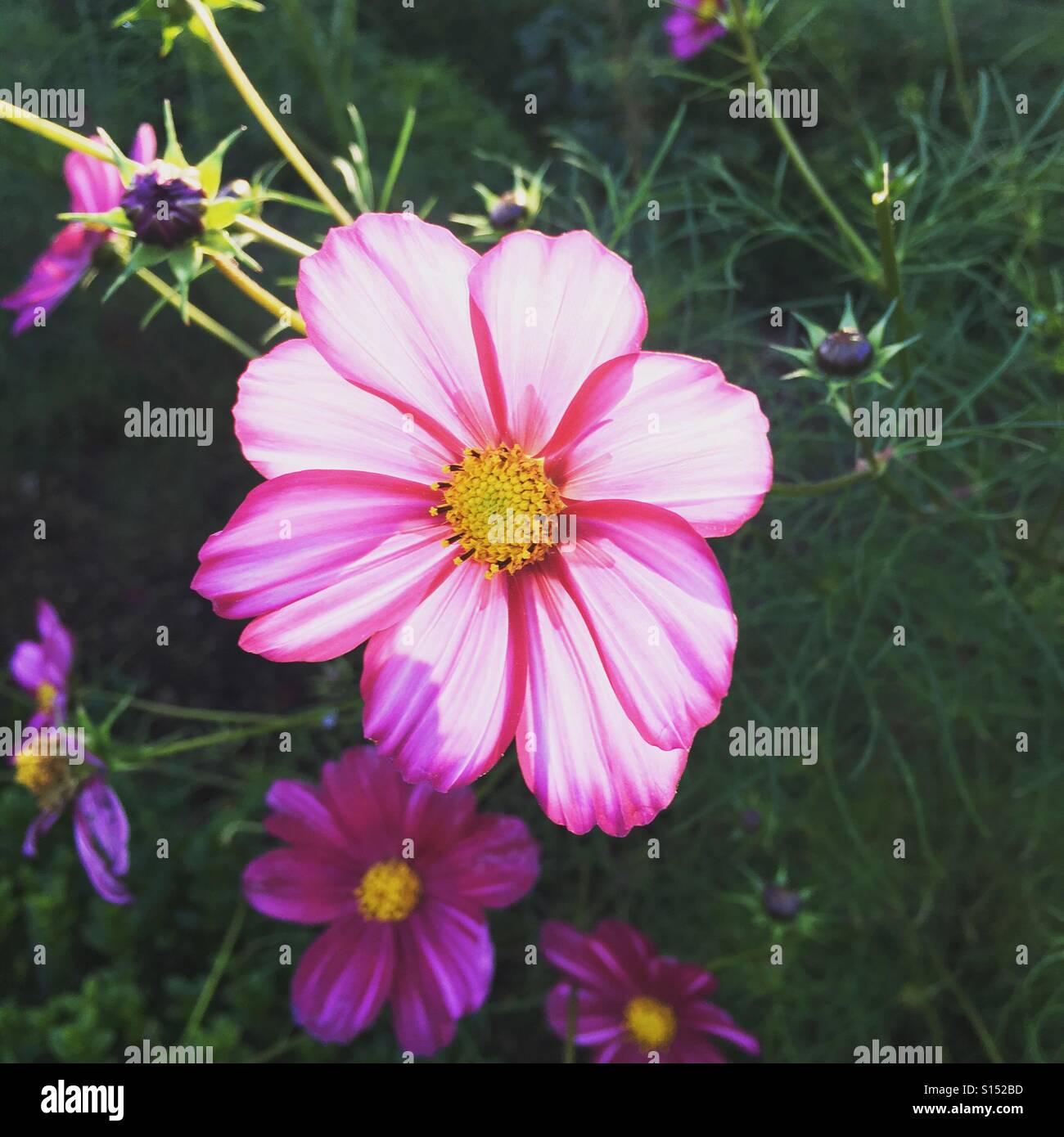 Cosmos flower backlit by the sun Stock Photo - Alamy