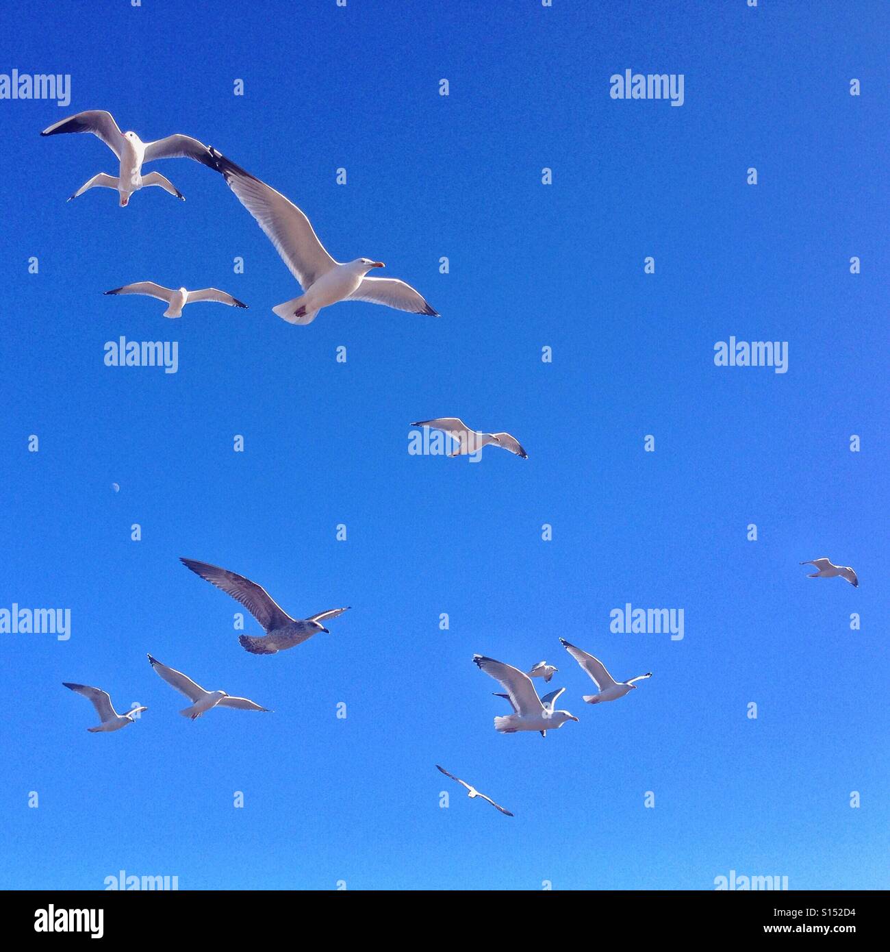 Flying flock of gulls hi-res stock photography and images - Alamy