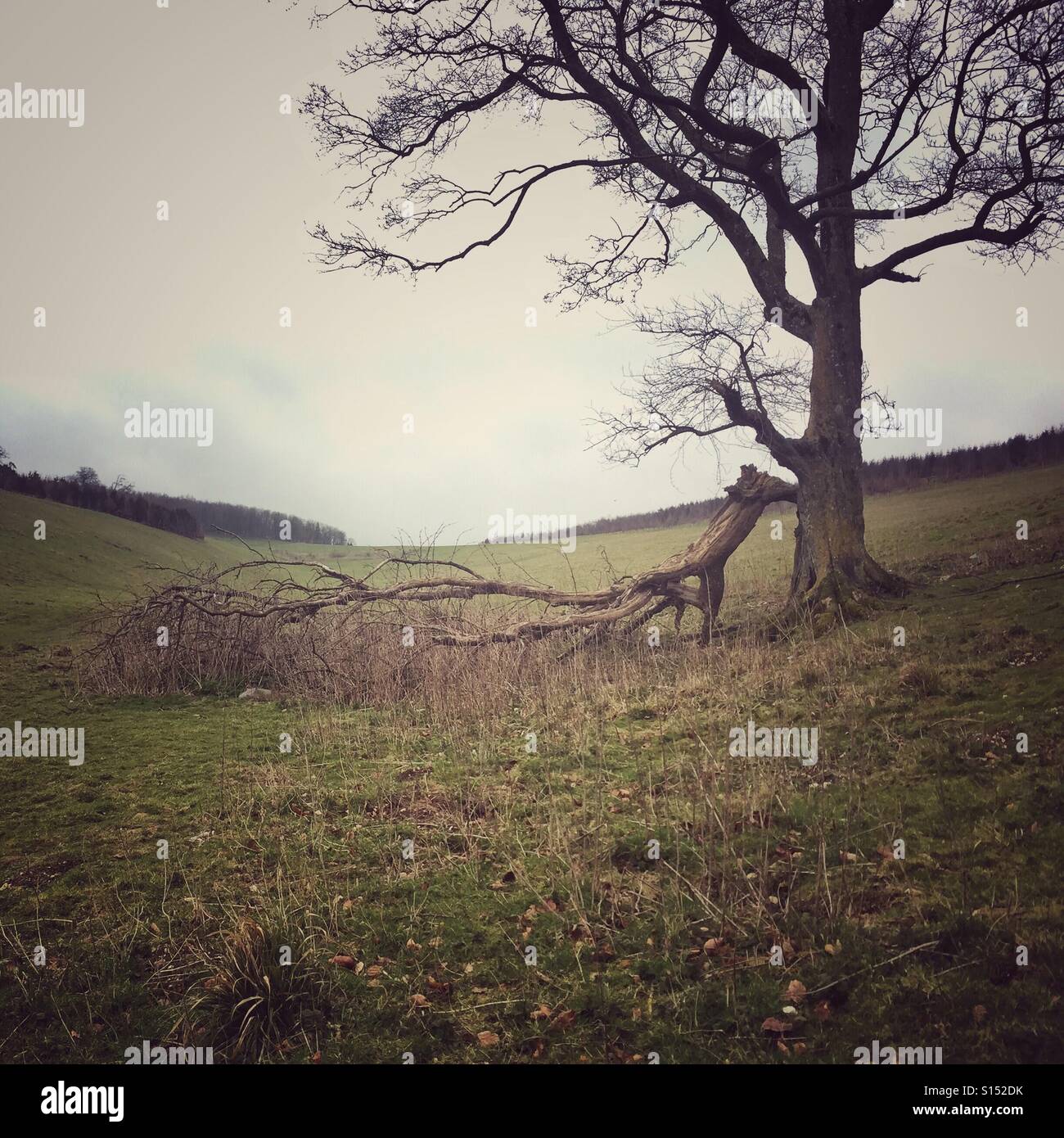 Broken branch hi-res stock photography and images - Alamy