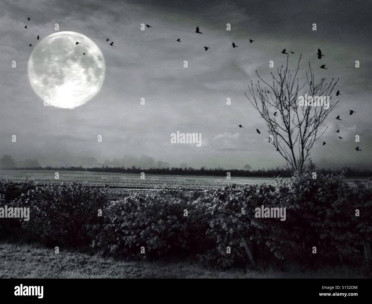 Moon birds hi-res stock photography and images - Alamy