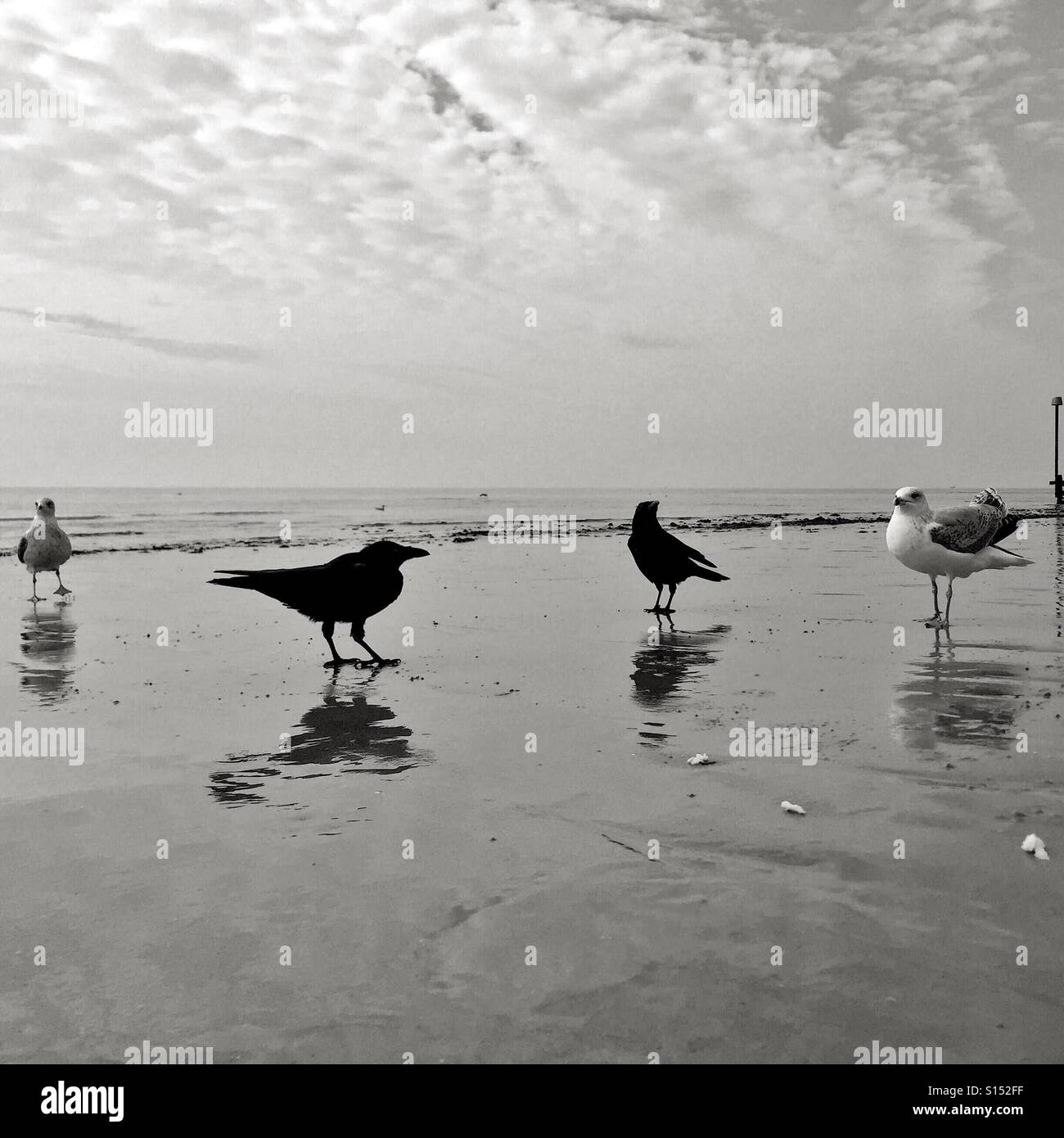 Crows and gulls on beach Stock Photo - Alamy