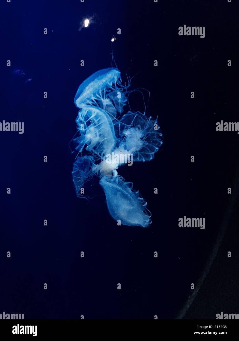 Deep sea jelly hi-res stock photography and images - Alamy