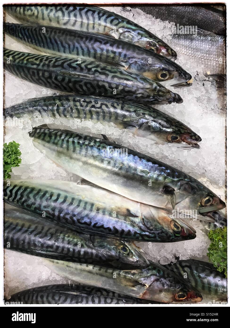 Display Fresh Fish On Fishmongers High Resolution Stock Photography and ...