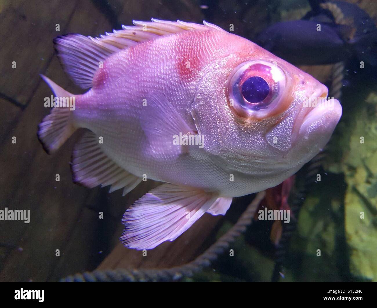 Boney Fish High Resolution Stock Photography and Images - Alamy