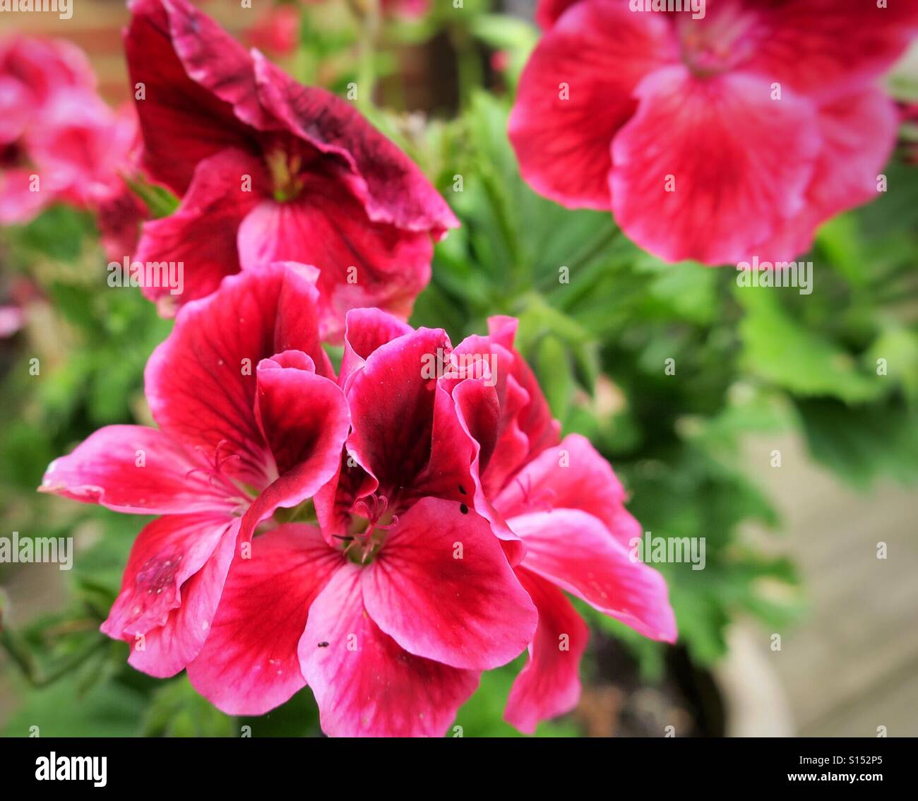 Bright magenta flowers hi-res stock photography and images - Alamy