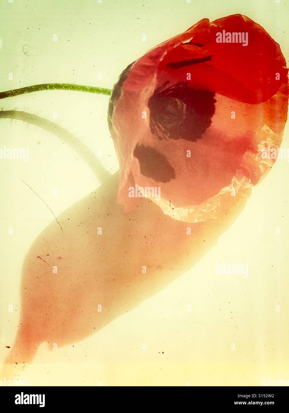 Ladybird poppy up close hi-res stock photography and images - Alamy