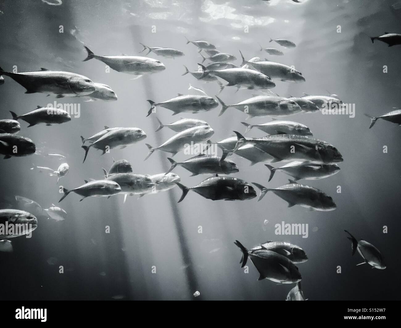 The school of fish Stock Photo - Alamy