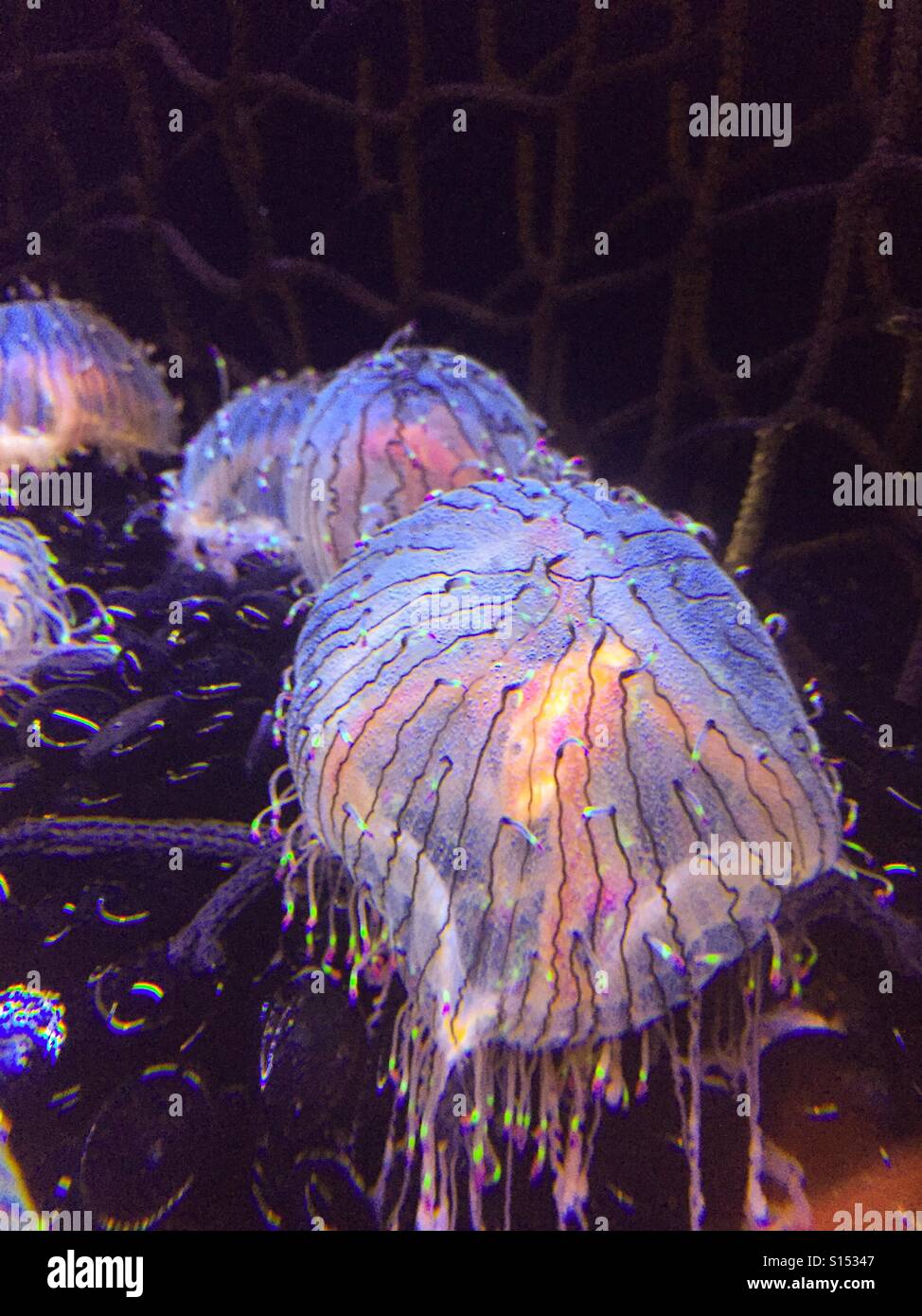 Jellyfish and a net Stock Photo - Alamy