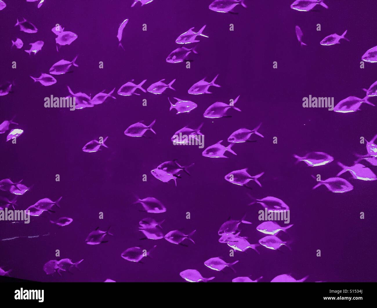 Purple background with fish pattern Stock Photo - Alamy