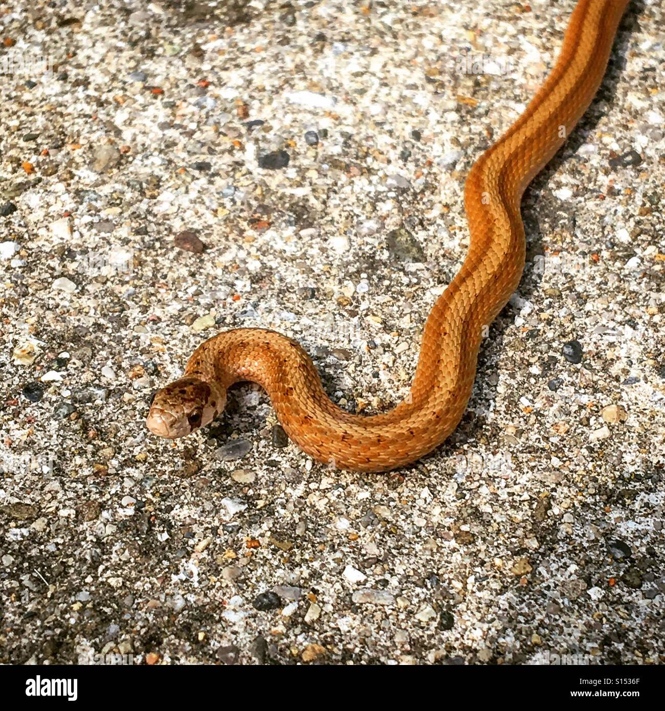 Baby snake hi-res stock photography and images - Alamy