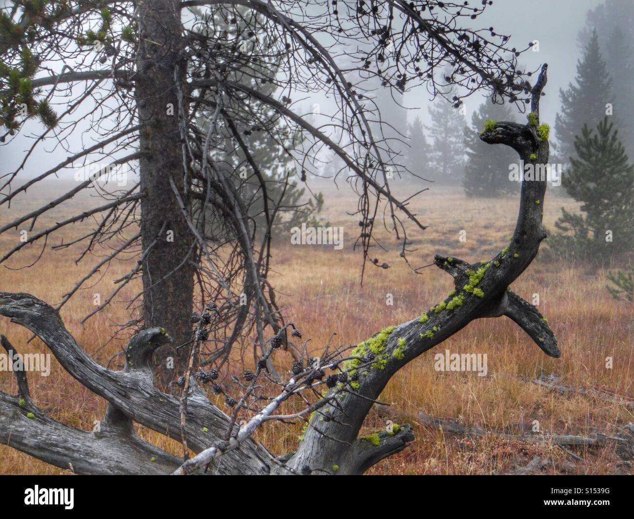 Burn tree hi-res stock photography and images - Alamy