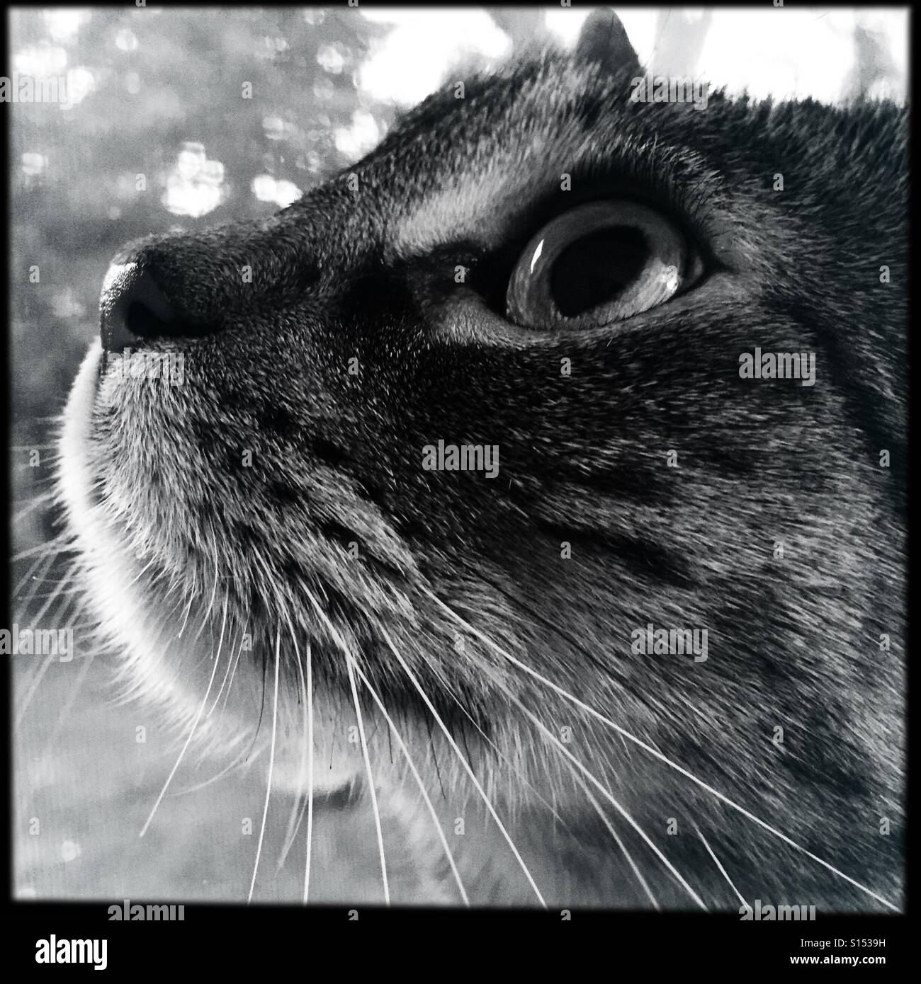 Window bug watching Stock Photo - Alamy