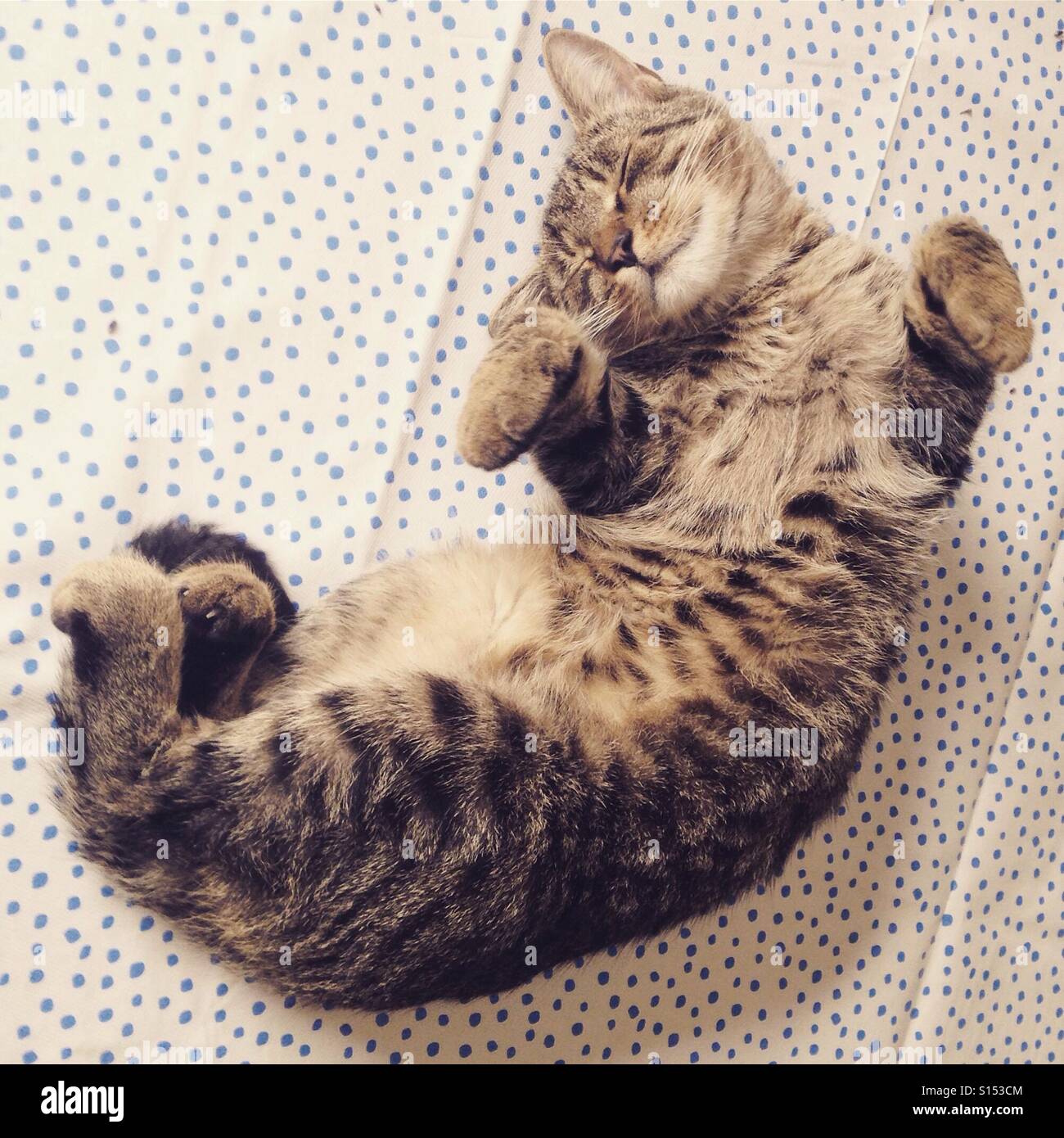Cat and kitten sleeping hi-res stock photography and images - Alamy