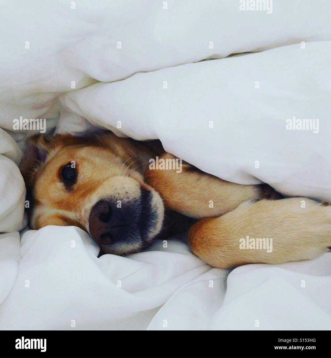 White dog resting on white blanket Stock Photo - Alamy