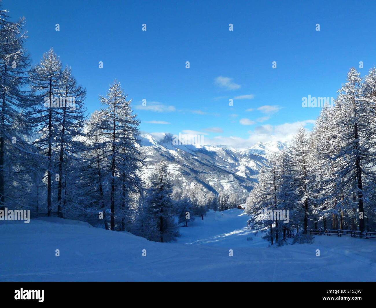 A tree lined blue ski run in Sauze d'Oulx Stock Photo - Alamy