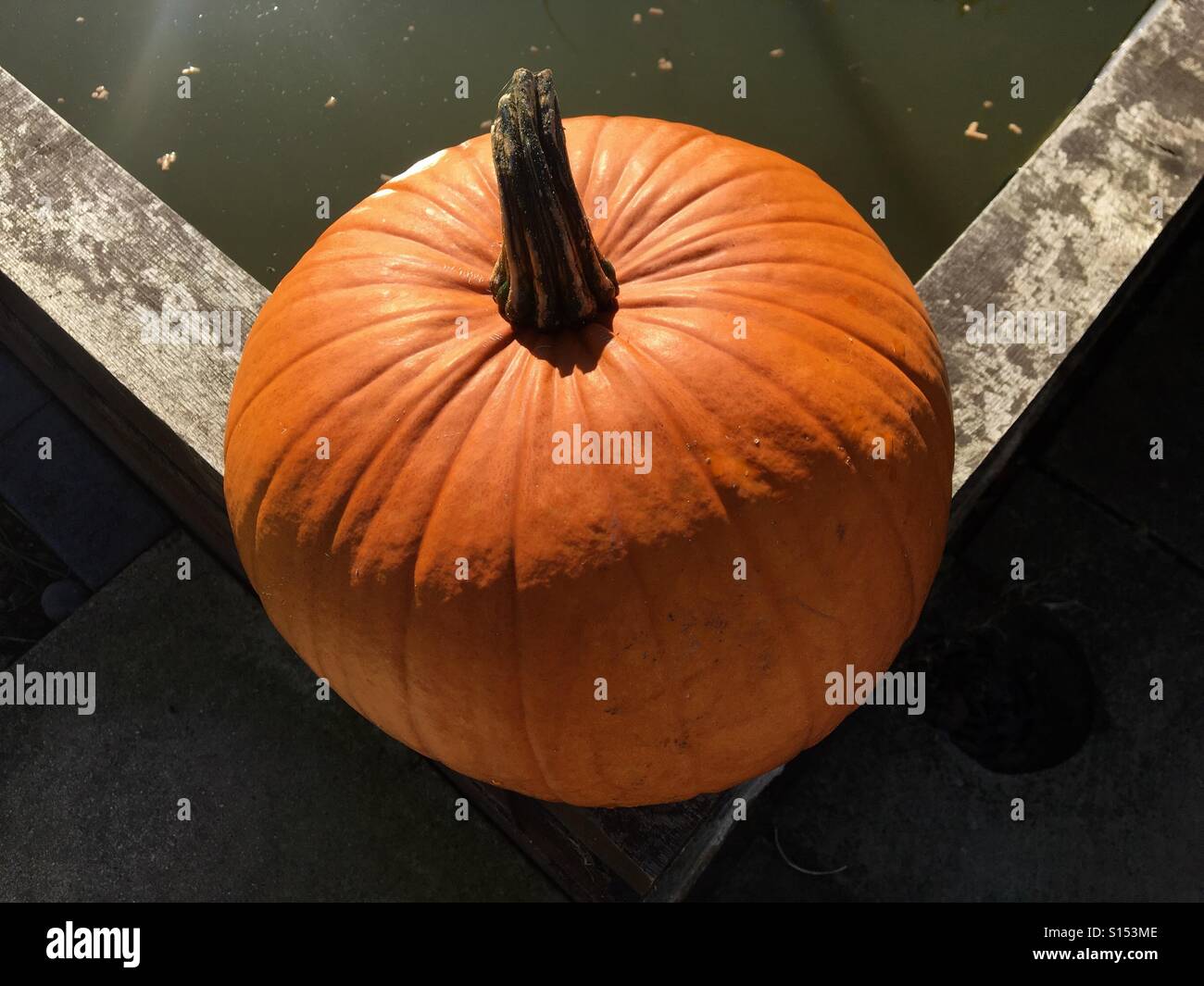 Patterns in Nature - Ripe orange pumpkin ready for Halloween on the ...