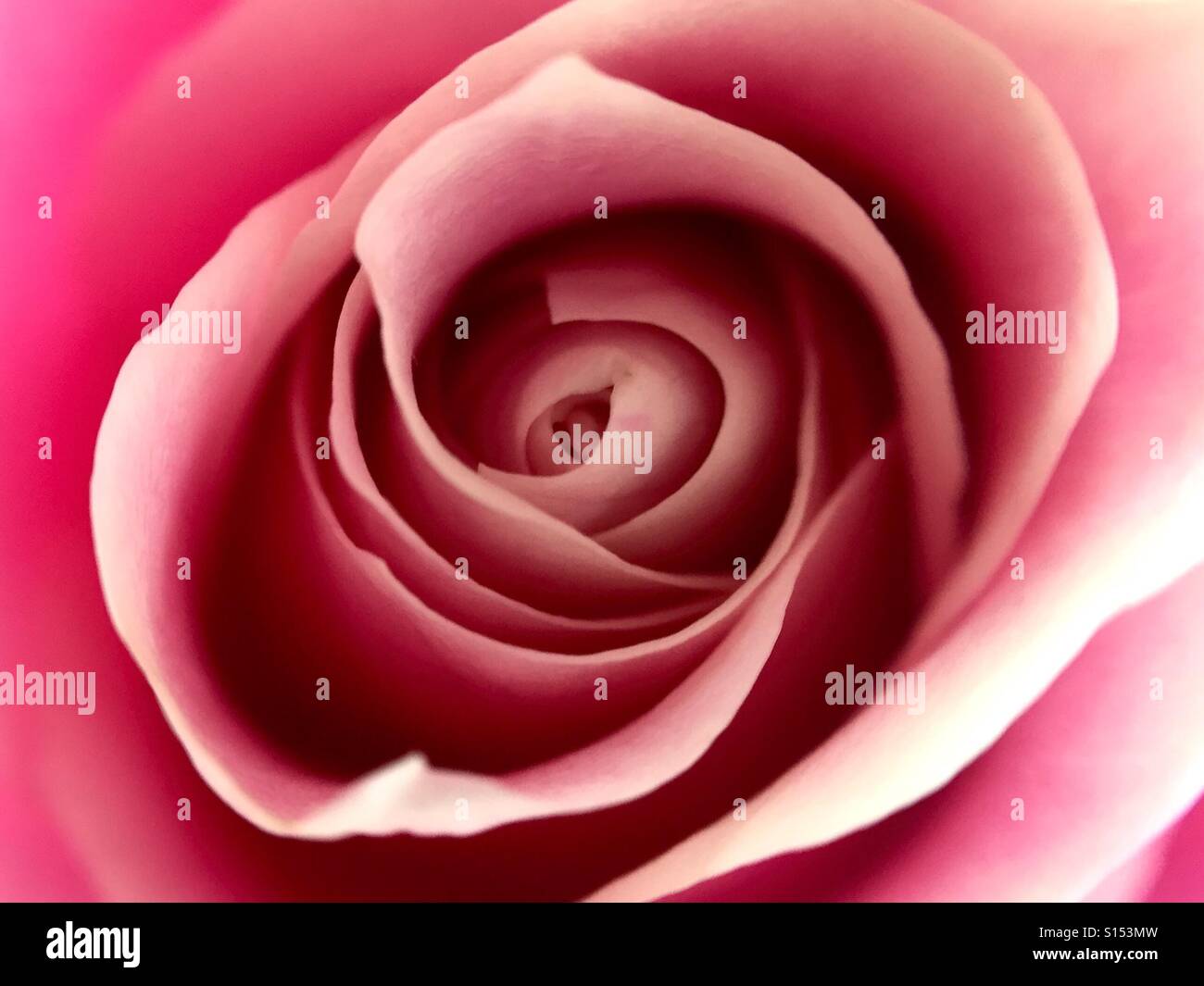 Pink rose macro Stock Photo - Alamy