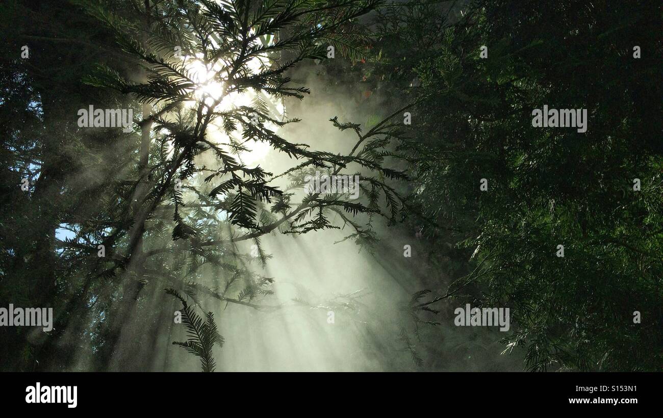 Light and mist hi-res stock photography and images - Alamy