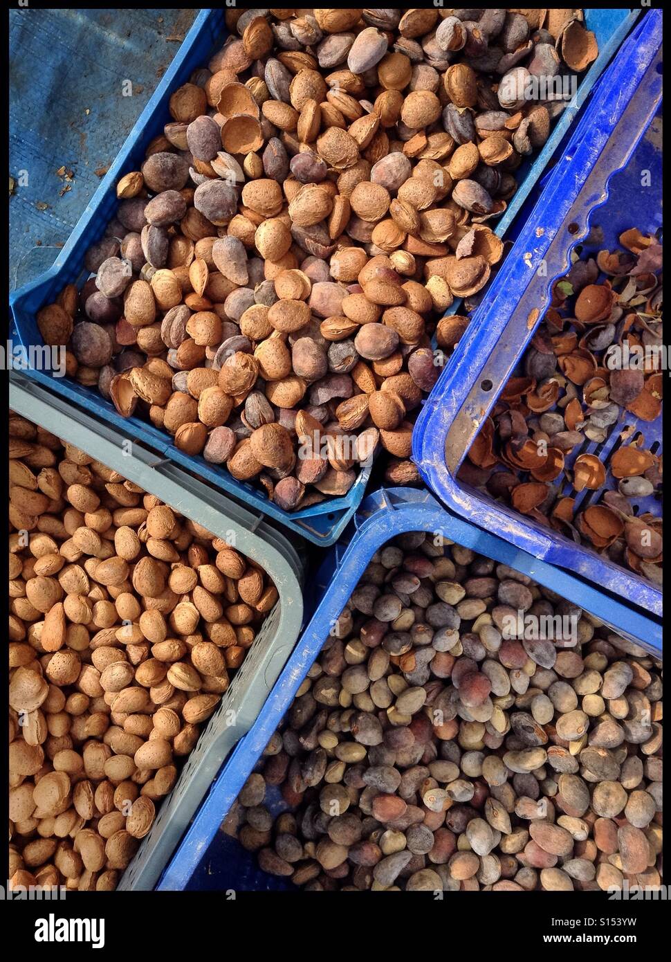 Sorting almonds catalonia spain hi-res stock photography and images - Alamy
