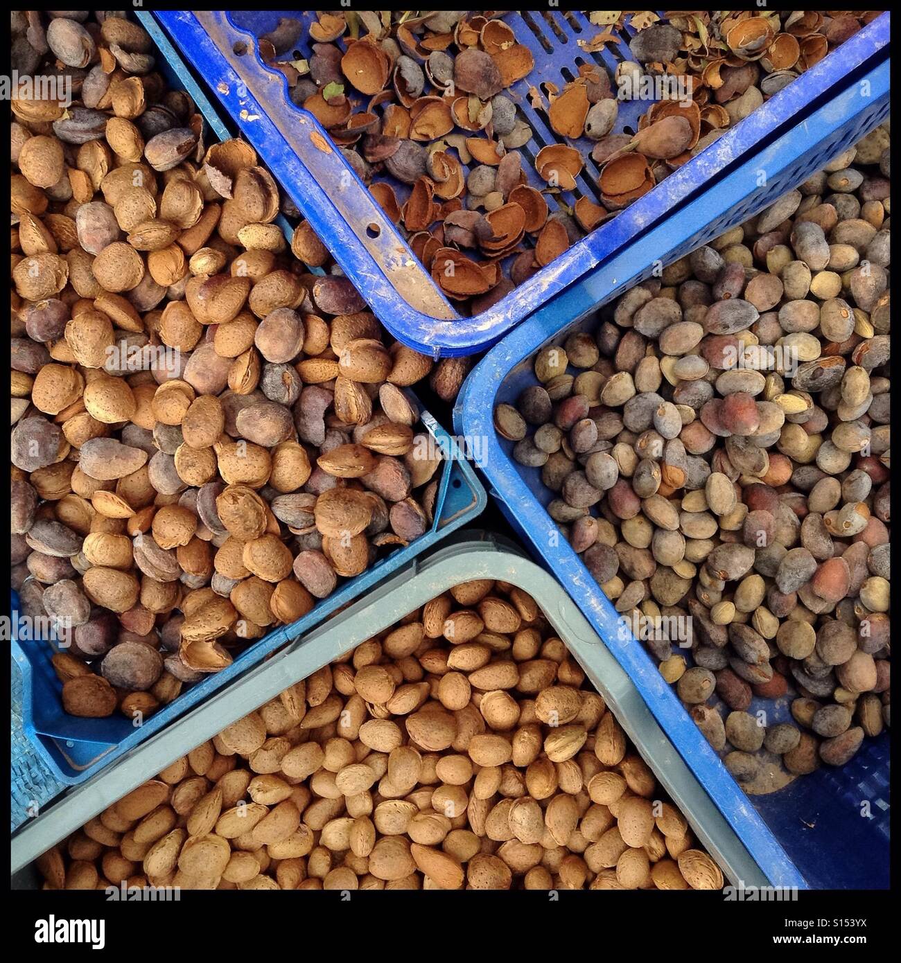 Sorting almonds, Catalonia, Spain Stock Photo - Alamy