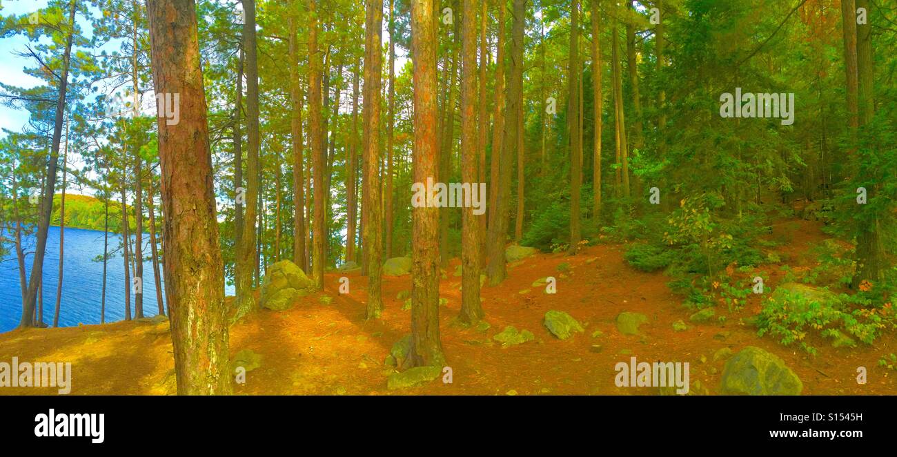 Pine Forest Lakeshore Panorama With Pine Needle Covered Ground Stock ...