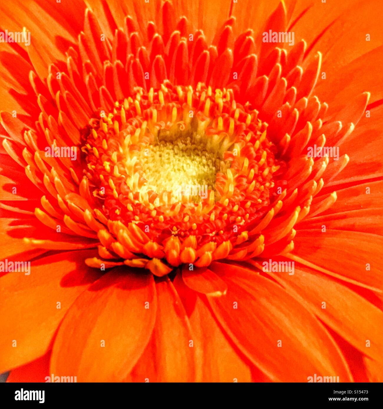 Orange vibrancy hi-res stock photography and images - Alamy
