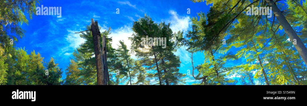 Under tree canopy hi-res stock photography and images - Alamy