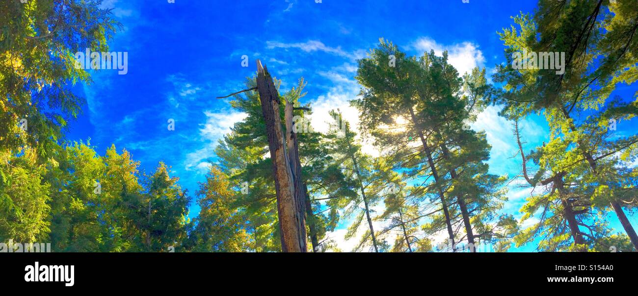 Sun behind the tree hi-res stock photography and images - Alamy