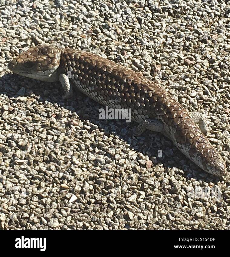Bobtail lizard hi-res stock photography and images - Alamy