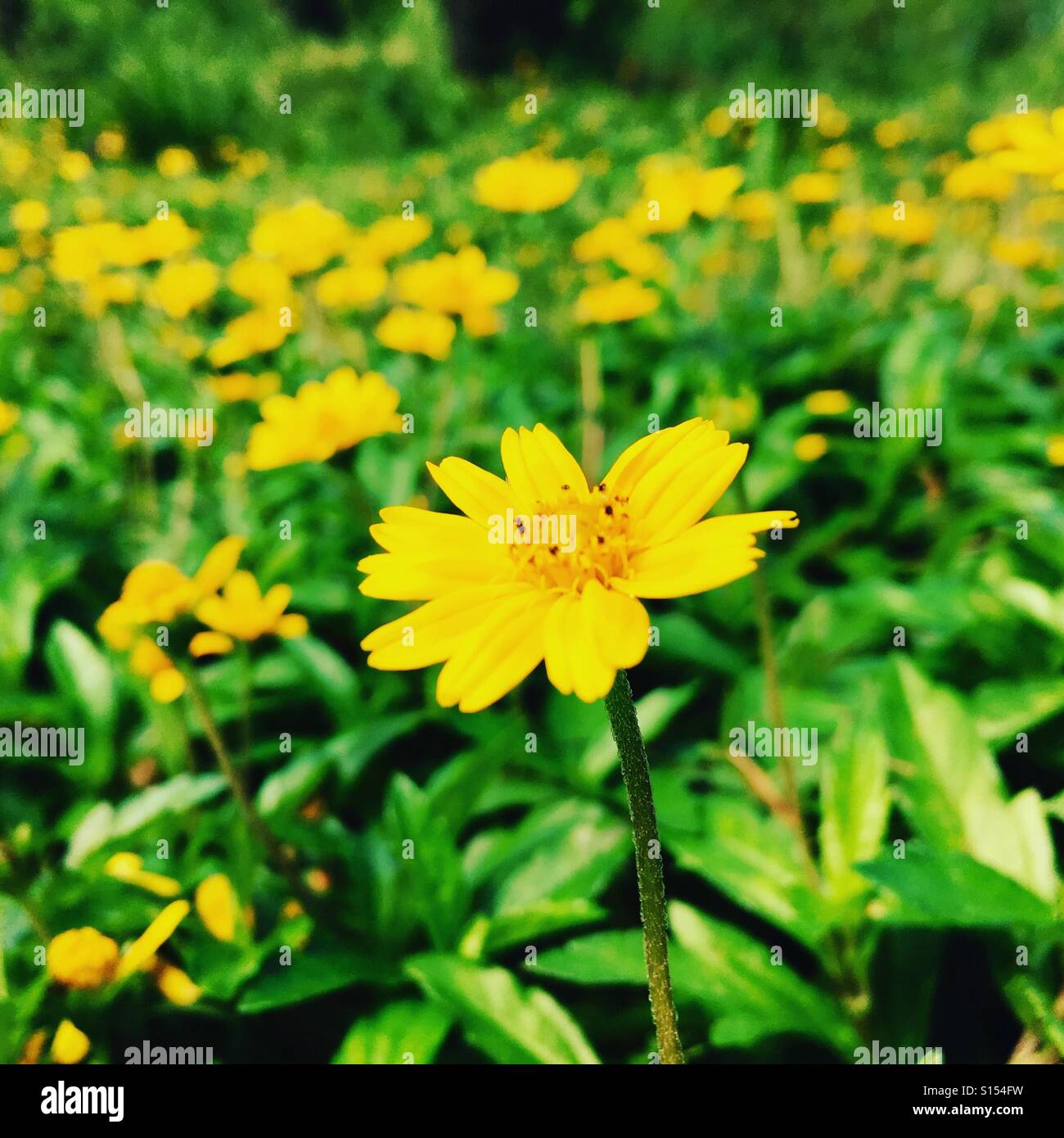 Ponmudi Stock Photos & Ponmudi Stock Images - Alamy
