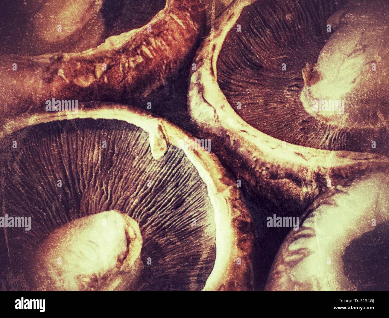 Four large mushrooms Stock Photo - Alamy