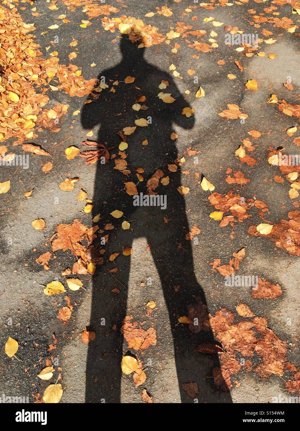 Human shadow on asphalt covered with fall foliage Stock Photo - Alamy