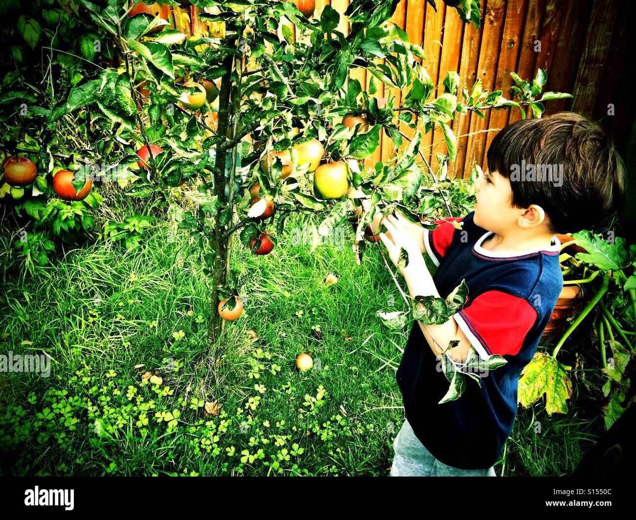 A young boy picks apples from an apple tree in a back garden Stock ...