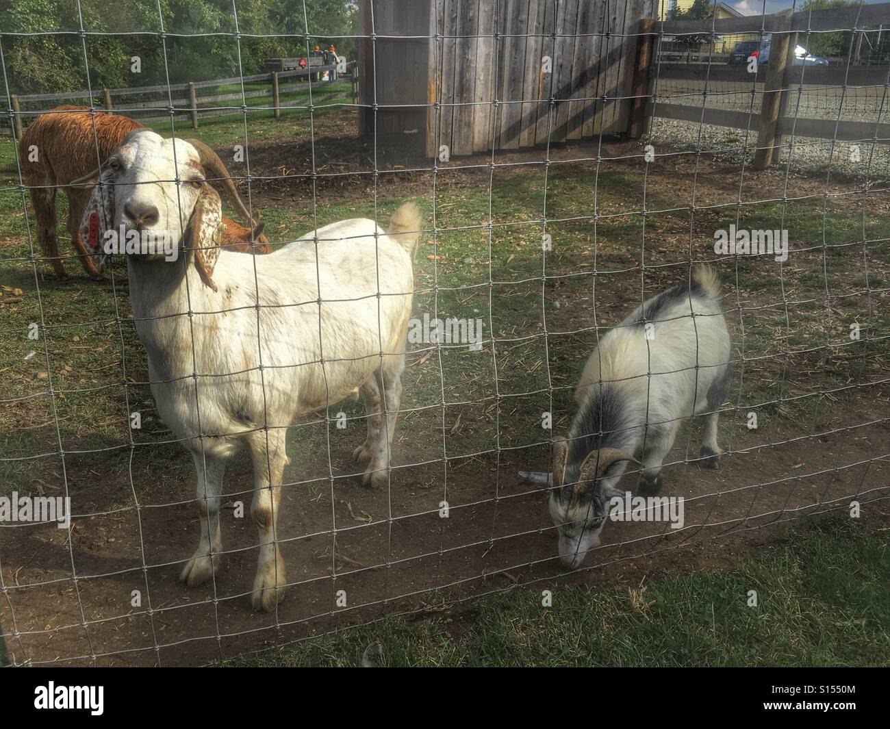 Goats on a farm Stock Photo - Alamy