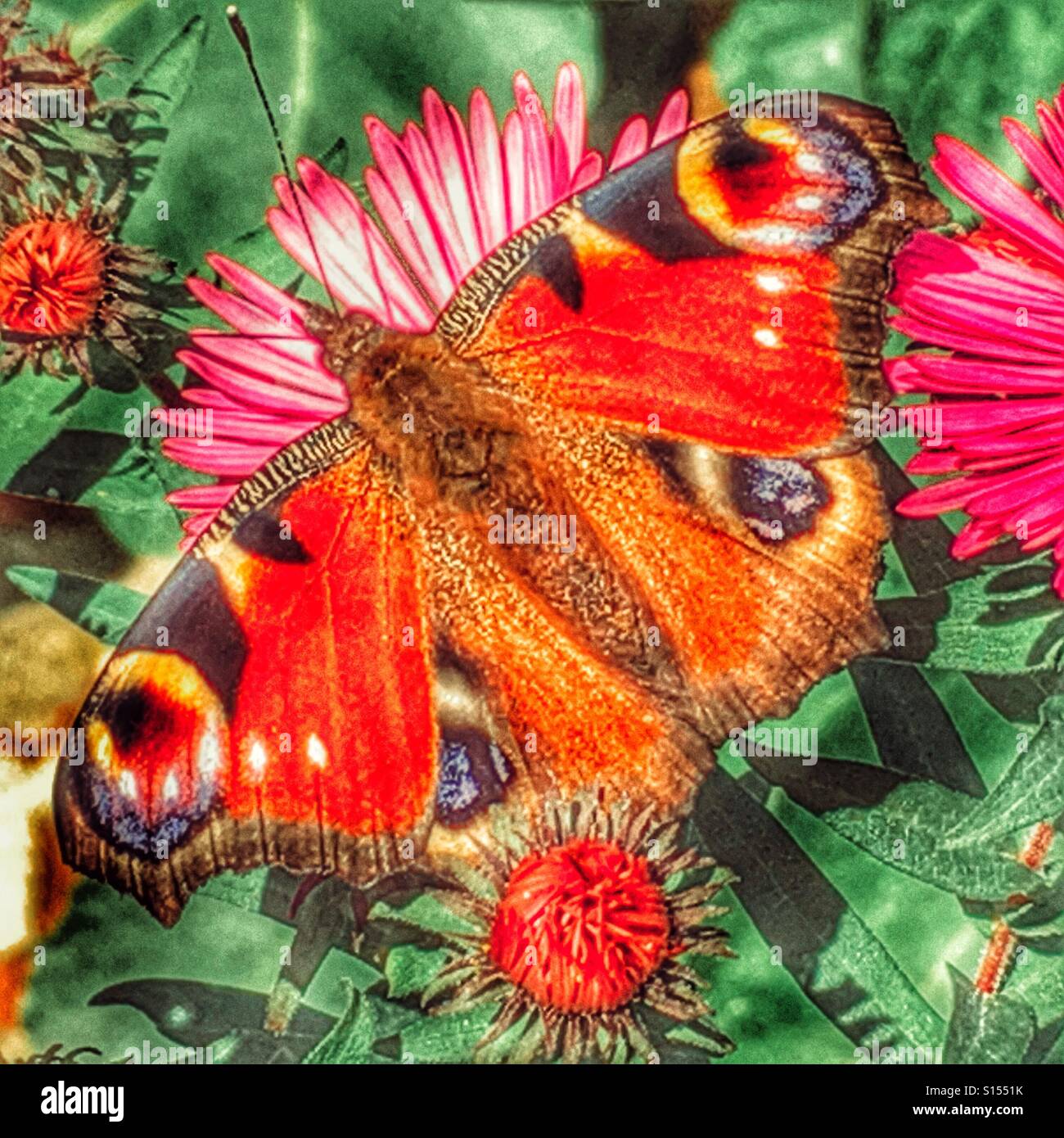 The European Peacock, Aglais io, known as Peacock butterfly Stock Photo ...