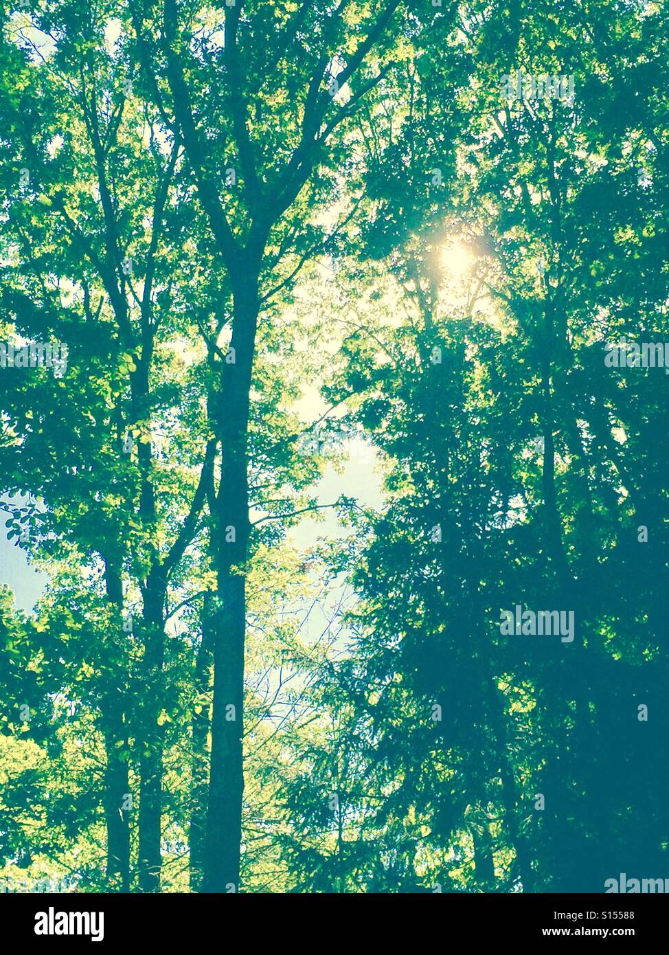 Trees poking hi-res stock photography and images - Alamy