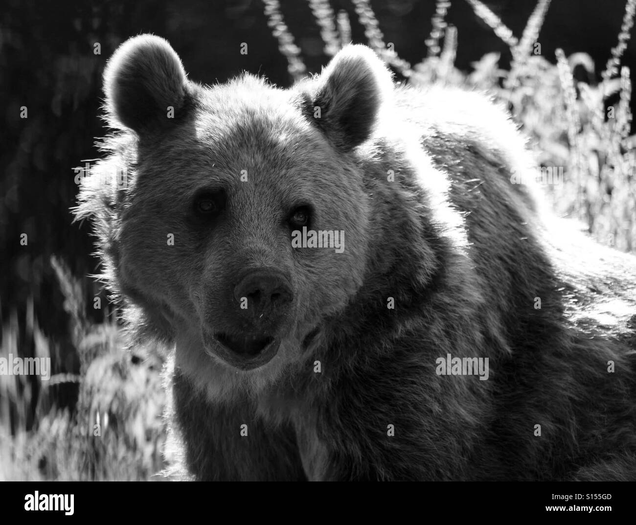 Brown bear animal Black and White Stock Photos & Images - Alamy