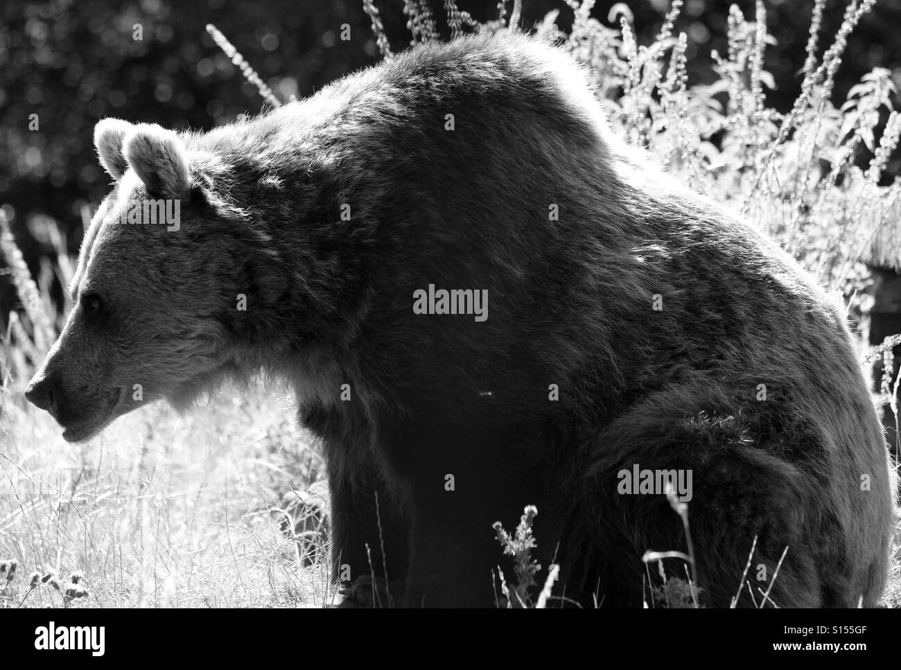 Brown bear animal Black and White Stock Photos & Images - Alamy