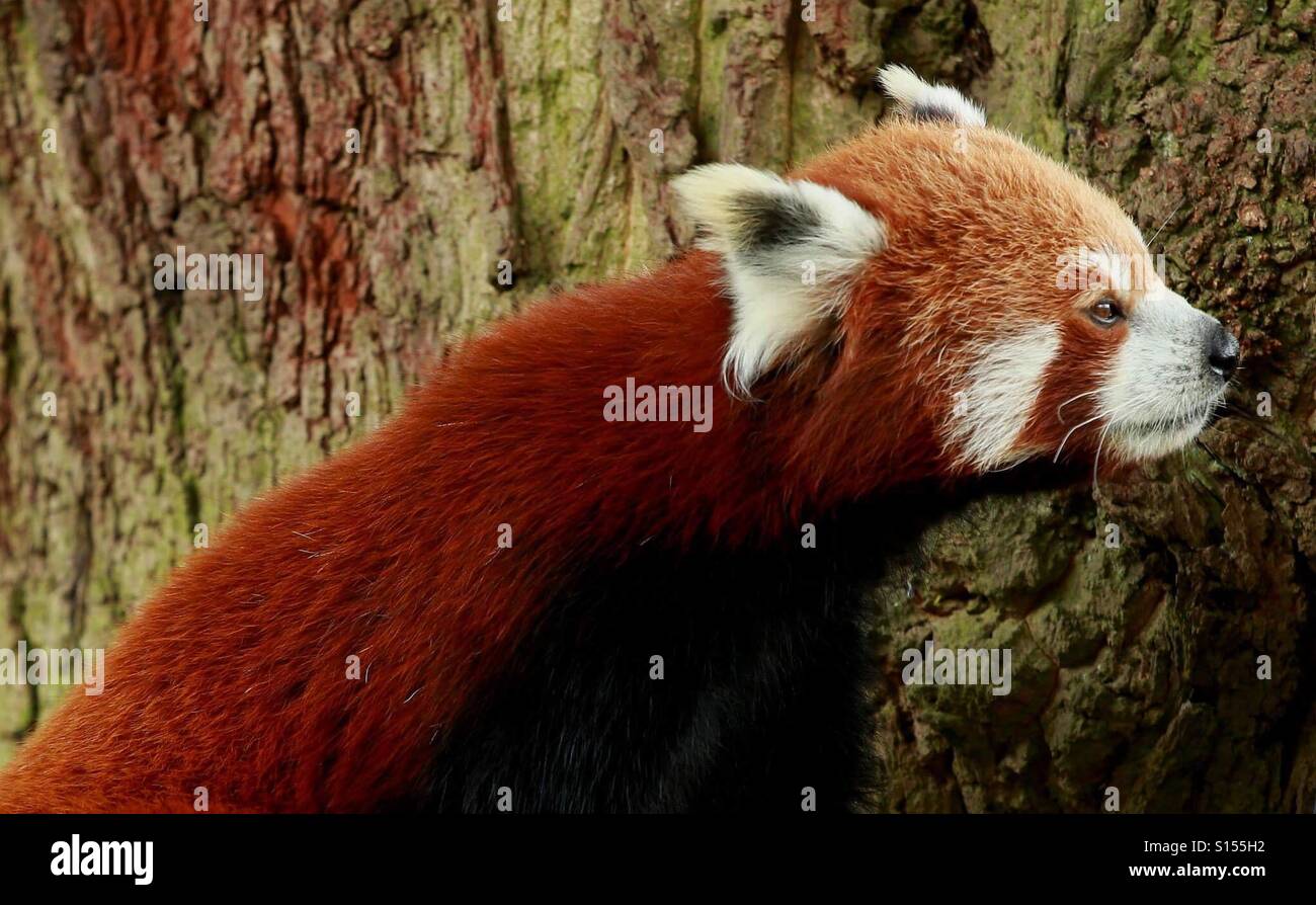 Curious Red Panda Stock Photo - Alamy