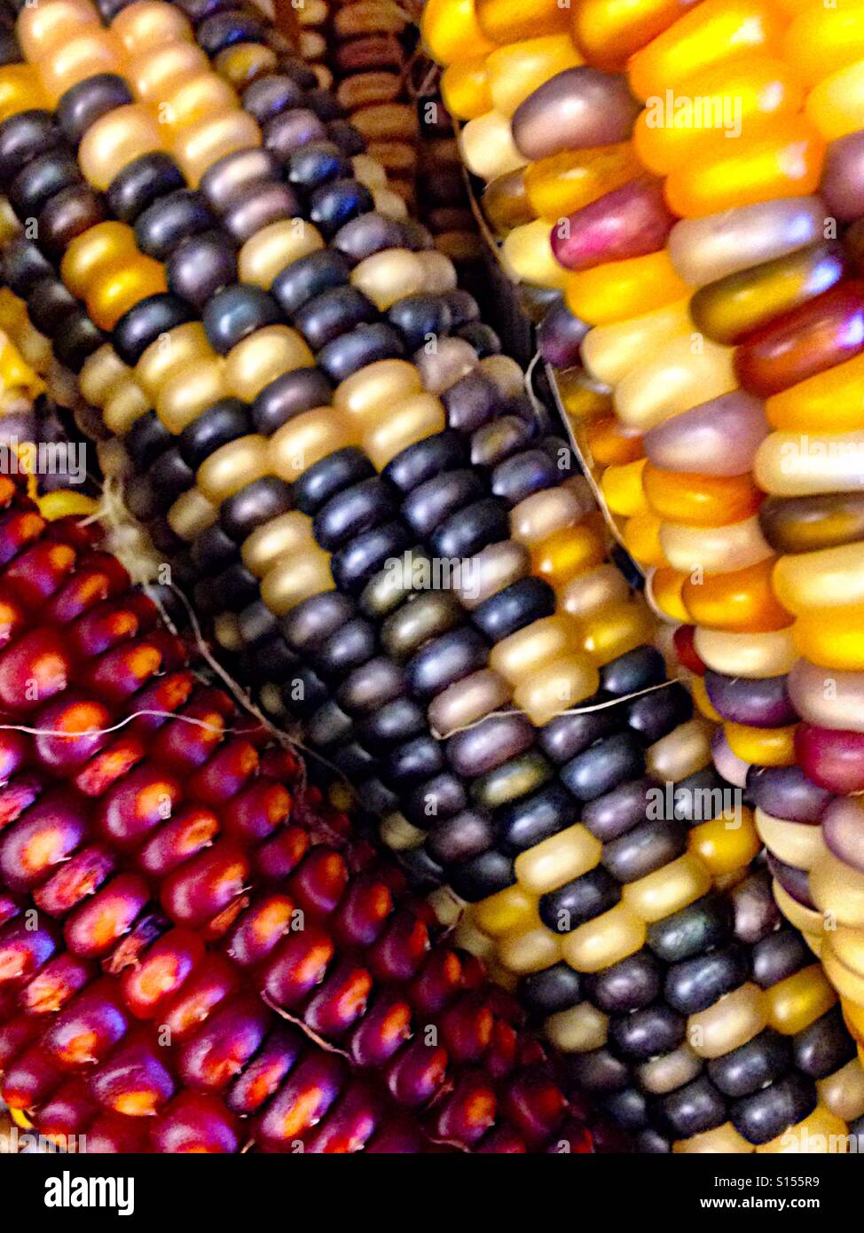 Colorful Indian corn Stock Photo - Alamy