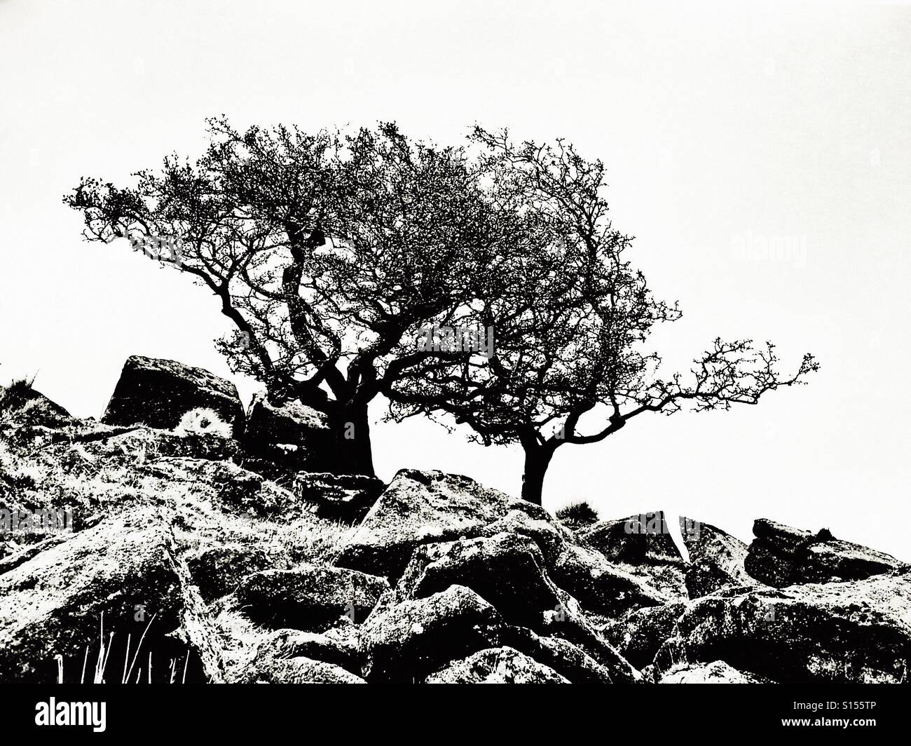 Twin trees growing among rocks Stock Photo - Alamy